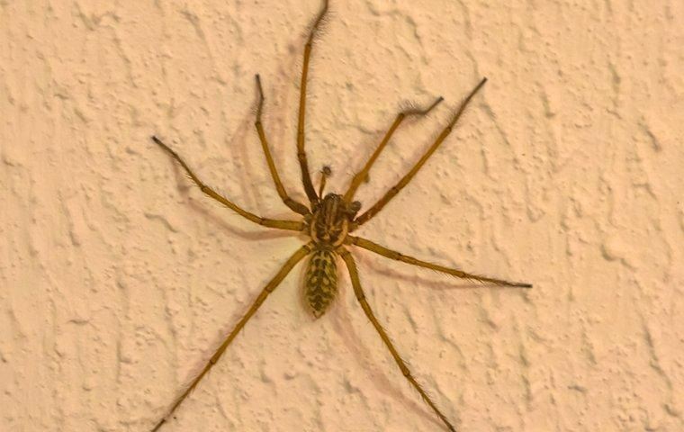 Why Spiders Invade Mooresville Homes And How To Keep Them Out