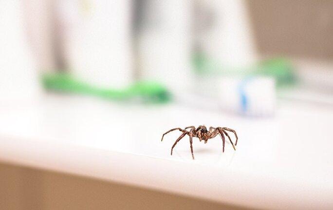 Blog - Four Simple Yet Effective Spider Control Tips For Mooresville ...