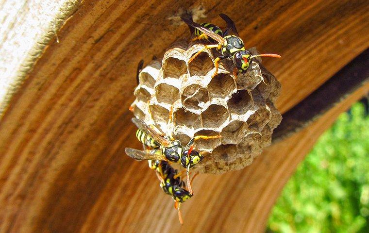 How To Keep Wasps Away From Your Yard In Mooresville
